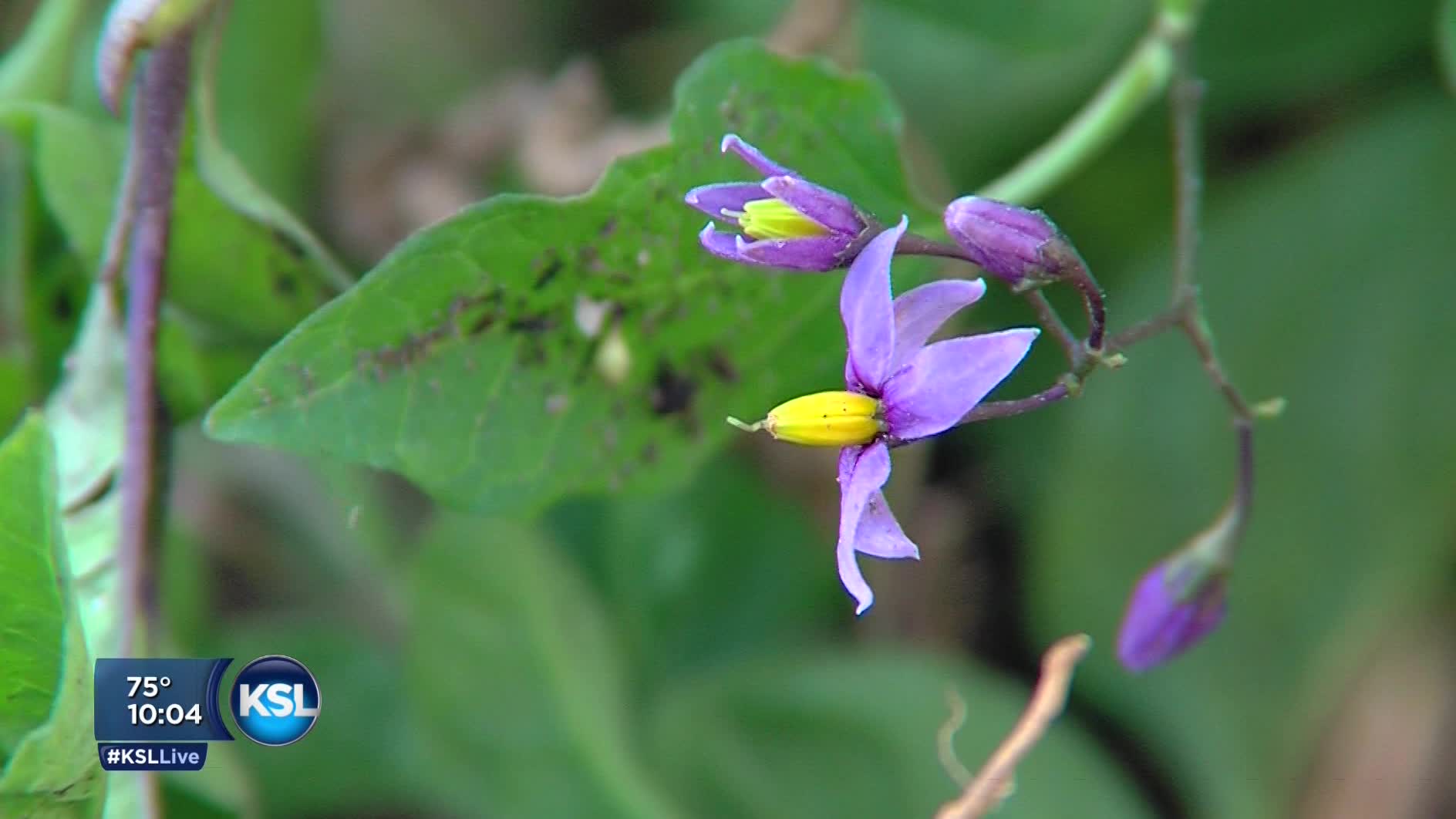 Nightshade Weed Side Effects Of Purple